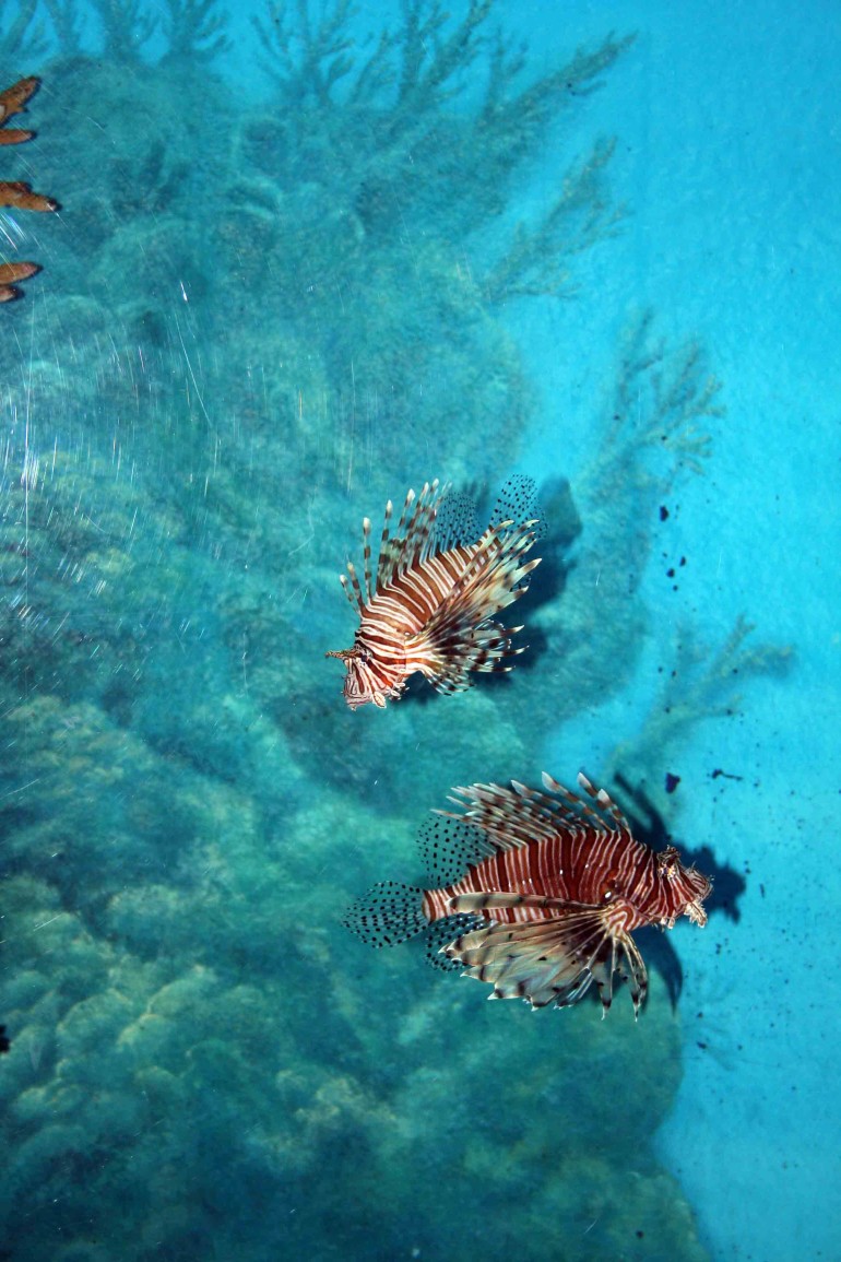 Siam Ocean World: The largest aquarium in South East Asia