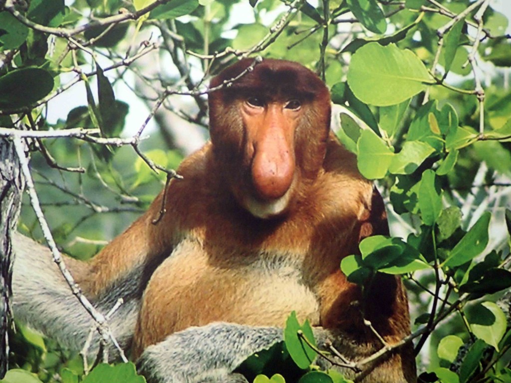 Bako National Parkin Sarawak home to the Proboscis Monkeys