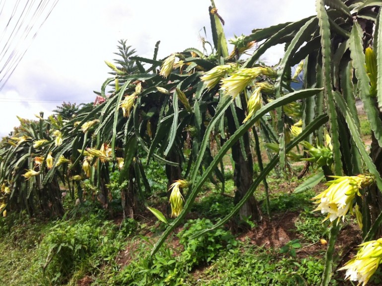 The dragon fruit - Asian Itinerary