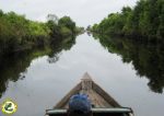 Sebangau National Park - Asian Itinerary