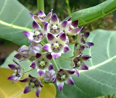 Dok Rak - the Crown Flower - Asian Itinerary