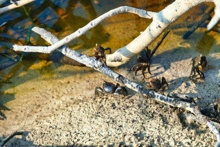 The fiddler crab - Asian Itinerary