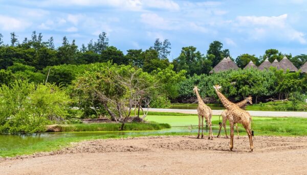 Safari World Bangkok - Asian Itinerary