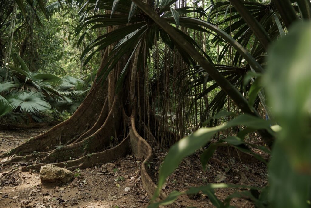 Laguna Phuket Creates Pocket Forests - Asian Itinerary